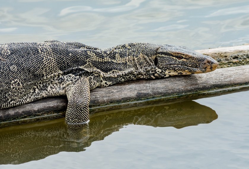 Flat out like a lizard drinking - Work Smarter: Live Better